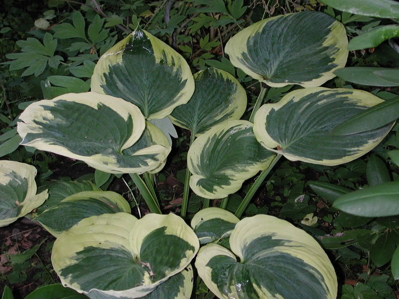Hosta - Les Vivaces du Merle Bleu