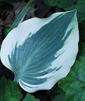 Hosta - Les Vivaces du Merle Bleu