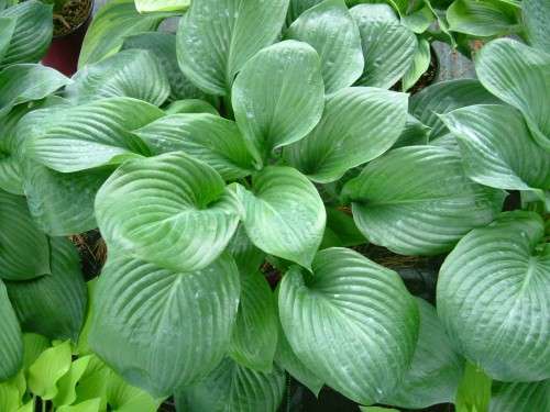 Hosta - Les Vivaces du Merle Bleu