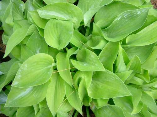 Hosta - Les Vivaces du Merle Bleu