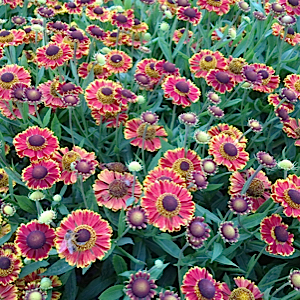 Helenium - autumnalis Mariachi Bandera - Les Vivaces du Merle Bleu