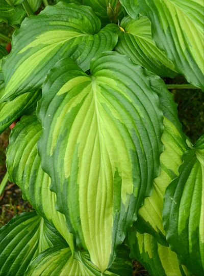 Hosta - Les Vivaces du Merle Bleu