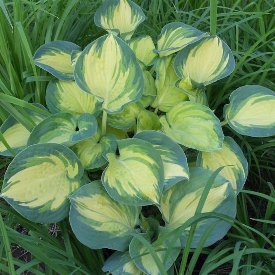 Hosta - Les Vivaces du Merle Bleu