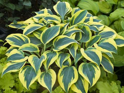 Hosta - Les Vivaces du Merle Bleu
