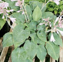 Hosta - Les Vivaces du Merle Bleu