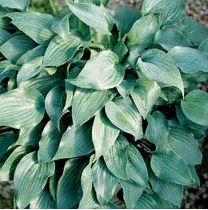 Hosta - Les Vivaces du Merle Bleu