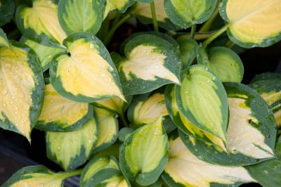 Hosta - Les Vivaces du Merle Bleu