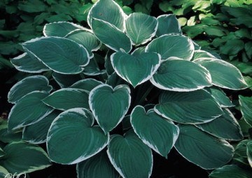 Hosta - Les Vivaces du Merle Bleu