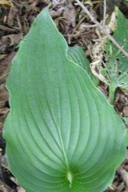 Hosta - Komodo Dragon - Les Vivaces du Merle Bleu