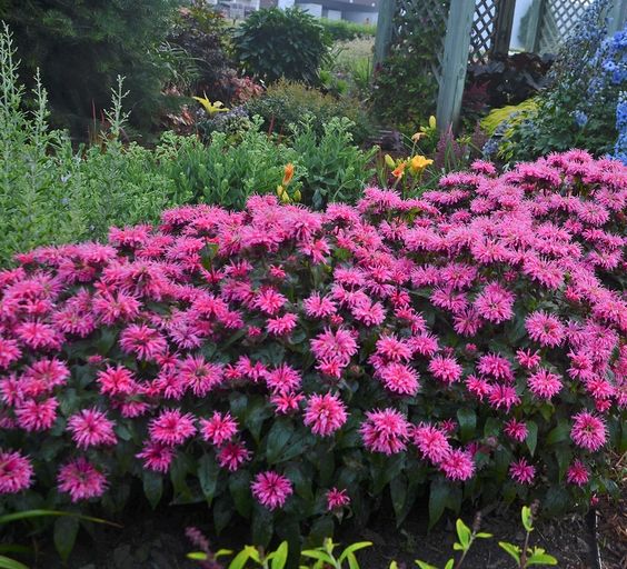 Monarda - SUGAR BUZZ Bubblegum Blast - Les Vivaces du Merle Bleu