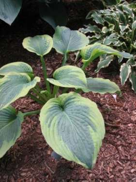 Hosta - Ocean Isle - Les Vivaces du Merle Bleu
