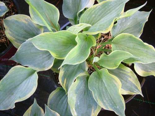 Hosta - Wooly Bully - Les Vivaces du Merle Bleu