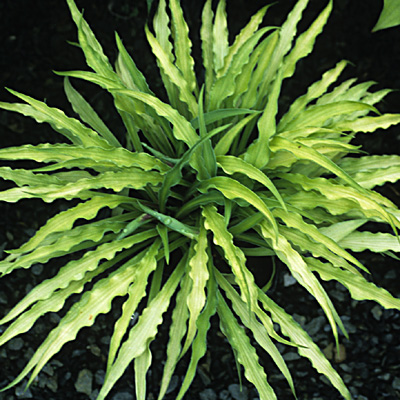Hosta - Les Vivaces du Merle Bleu
